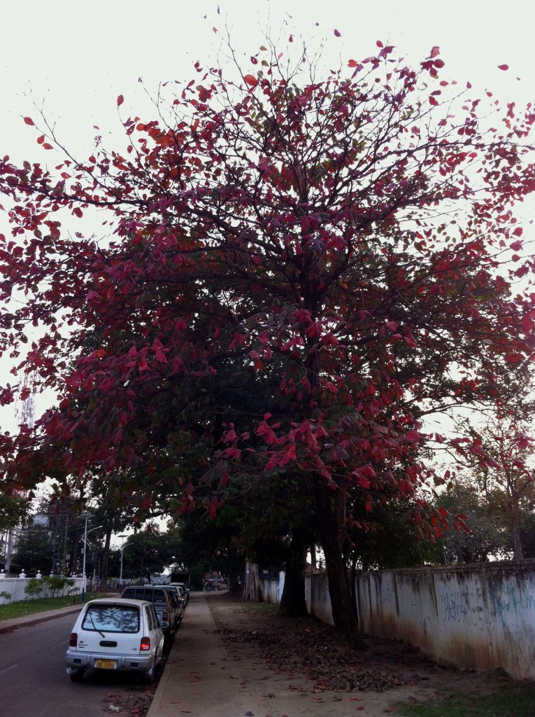 FLOWERS IN LAOS – the heart thrills