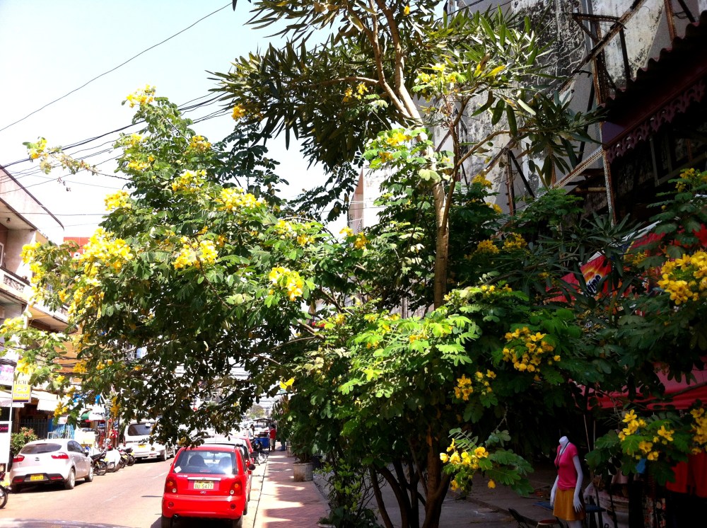 FLOWERS IN LAOS – the heart thrills