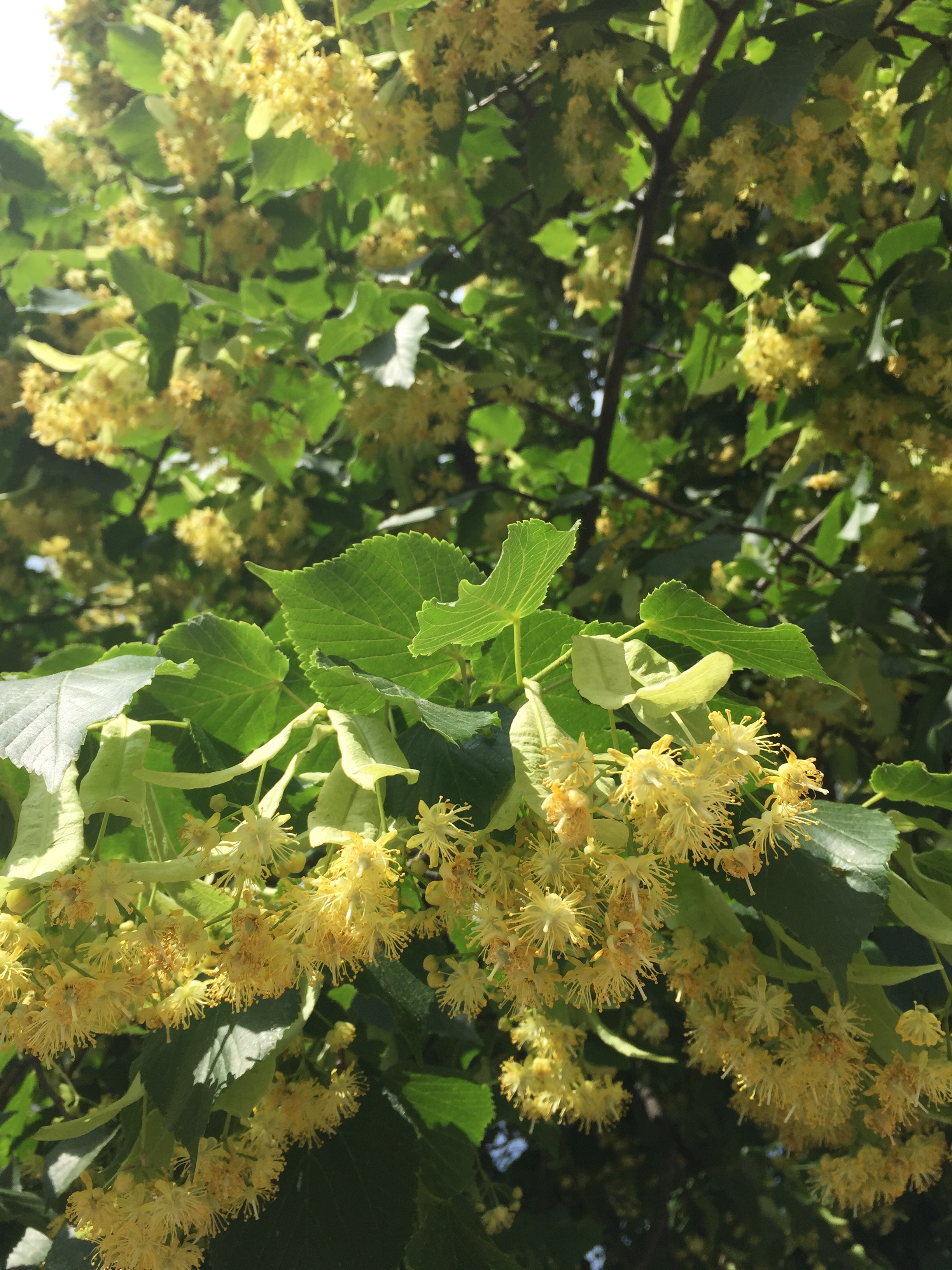 UNDER A LINDEN TREE – the heart thrills