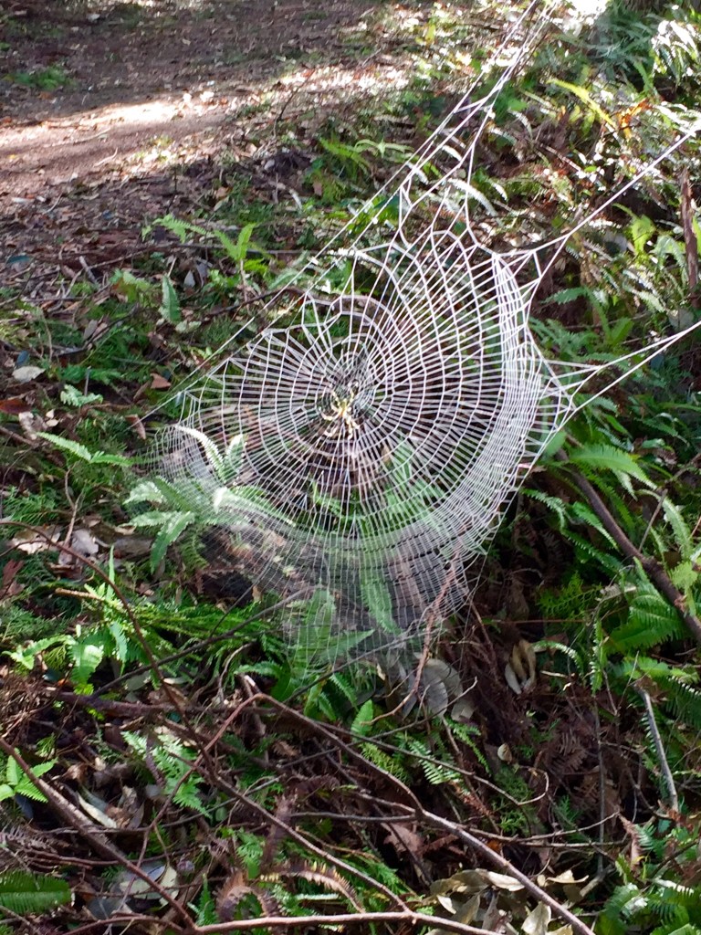 joro spider web – the heart thrills