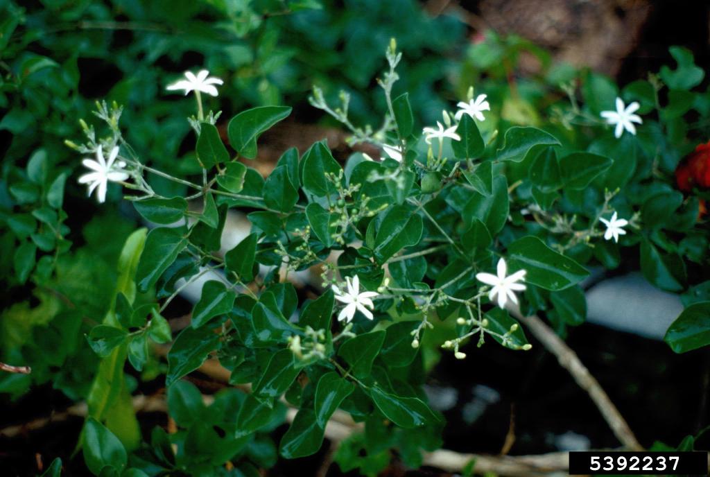 brazilian jasmine – the heart thrills