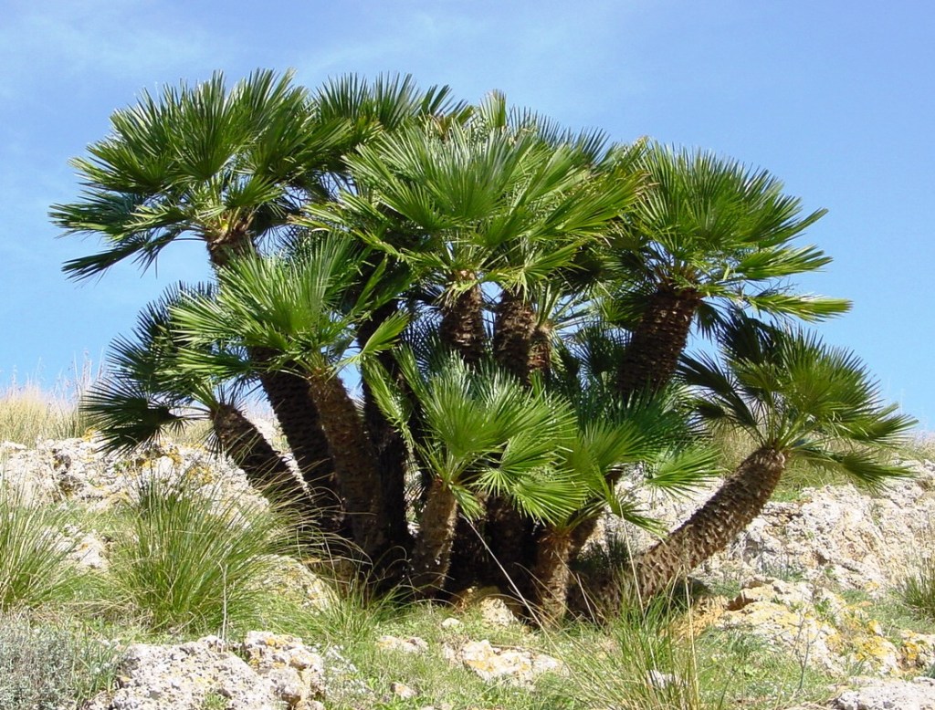 dwarf fan palm – the heart thrills