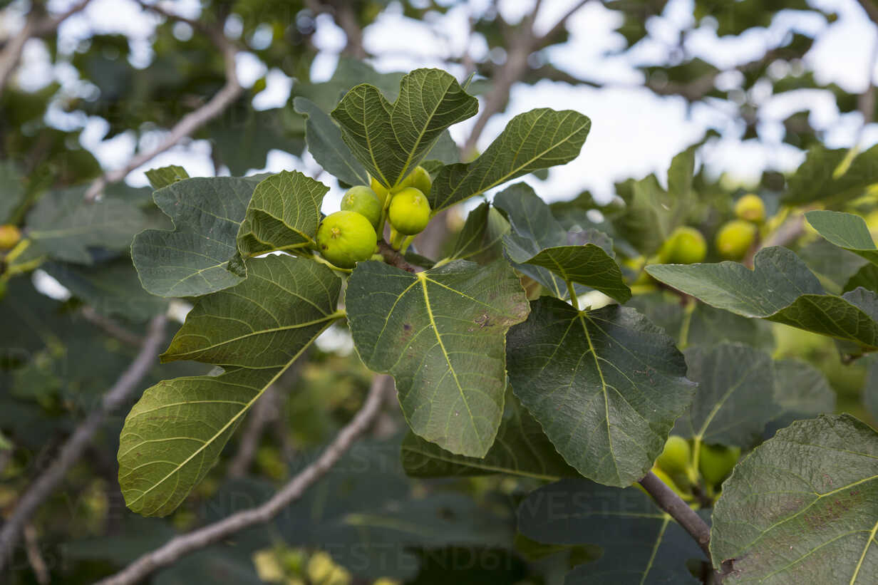 Italy, Liguria, Cinque Terre, fig tree – the heart thrills