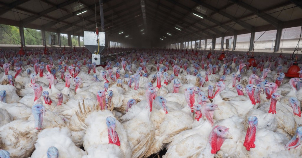 battery turkeys – the heart thrills