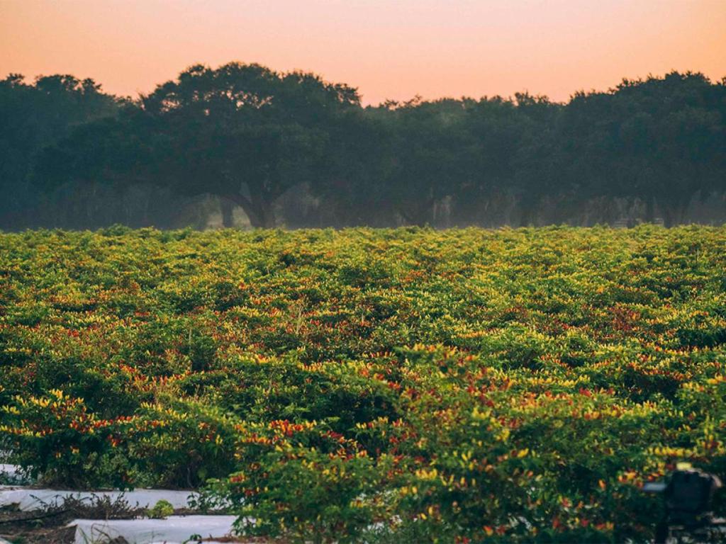 Tabasco pepper field Avery Island – the heart thrills
