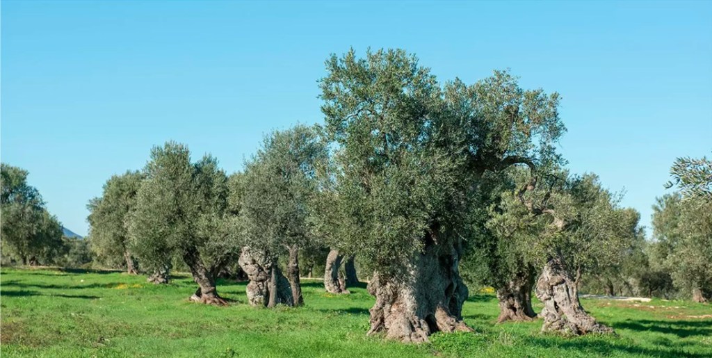 ancient olive grove puglia – the heart thrills
