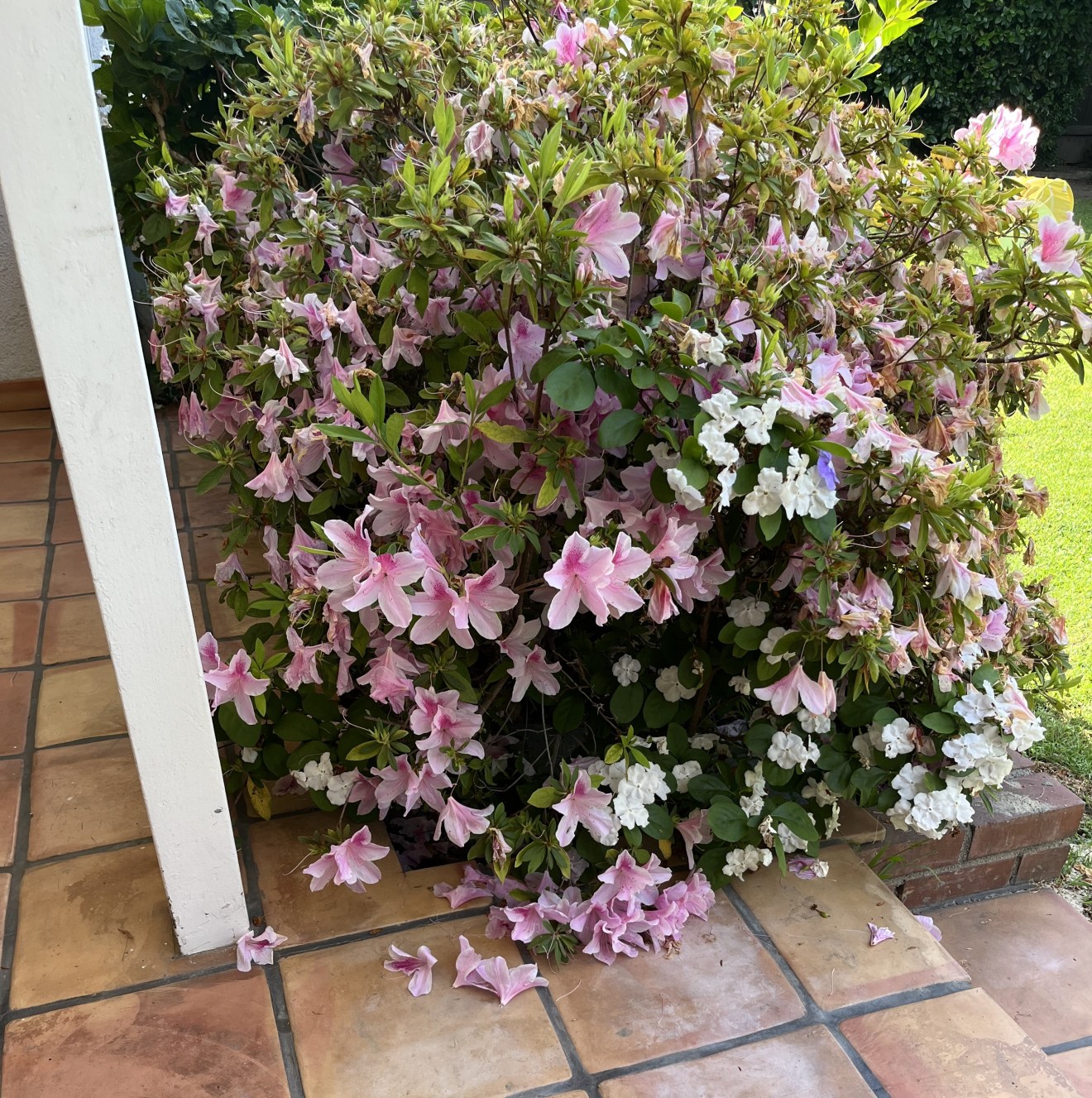 Indian azalea-overview – the heart thrills